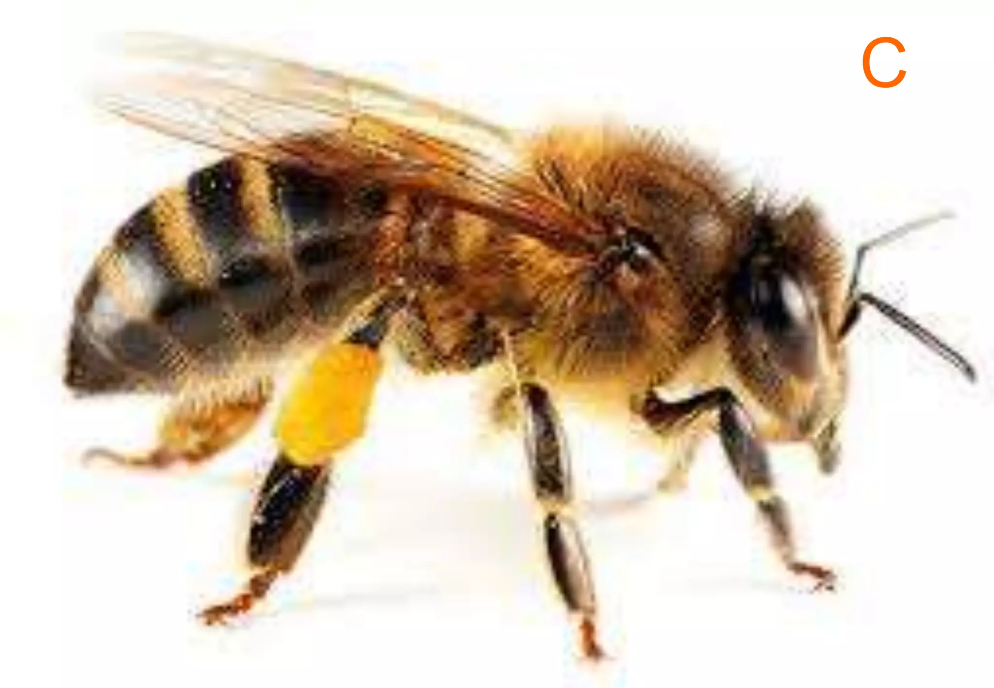 Honey Bees - an introduction | PPTX