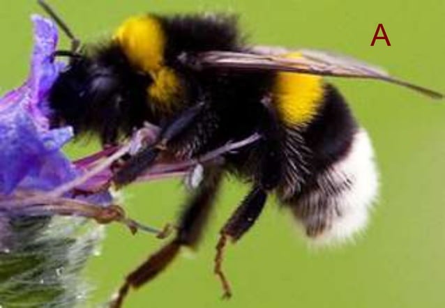 Honey Bees - an introduction | PPT