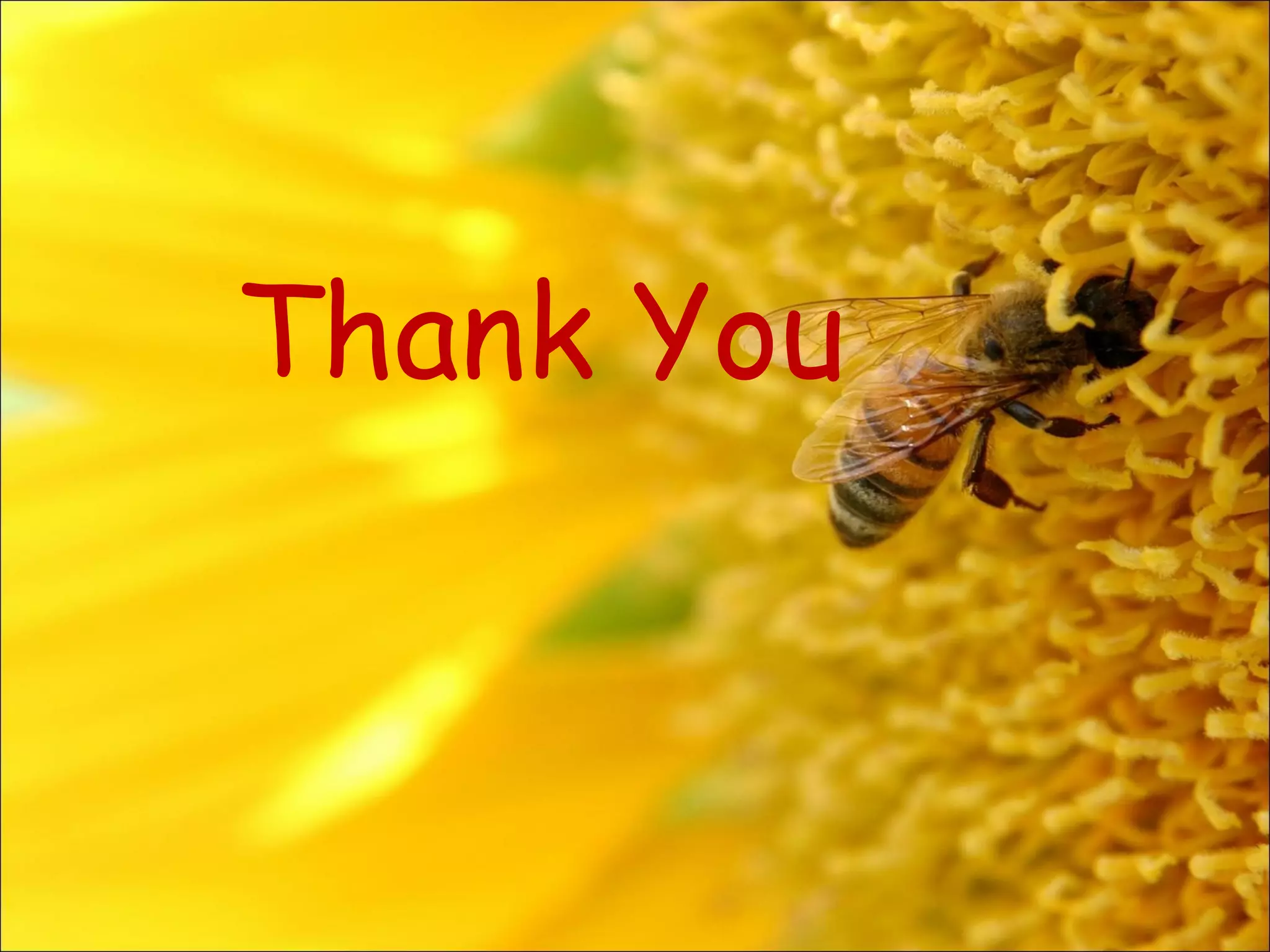 Bee presentation | PPT