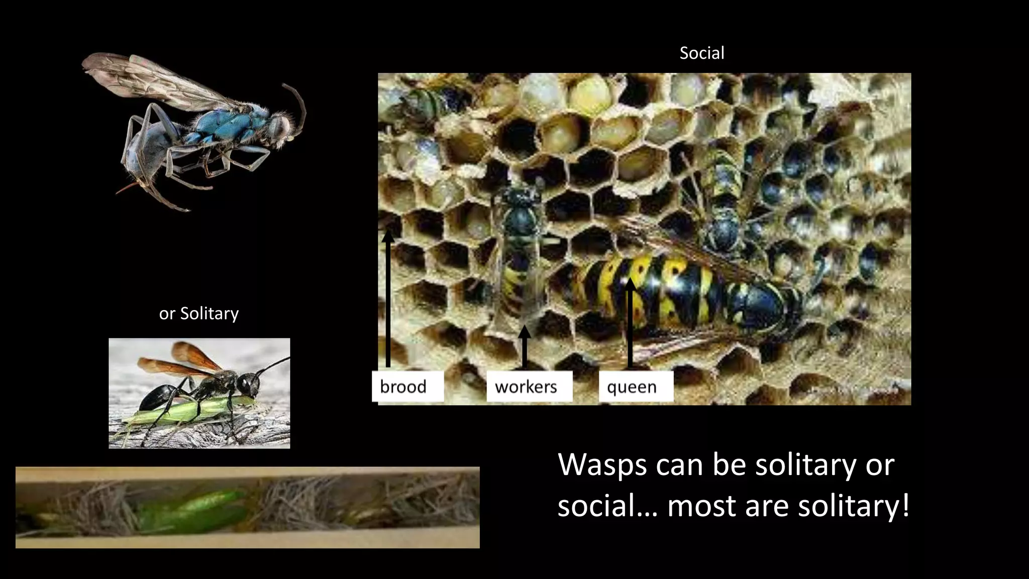 Bee presentation for kids | PPTX