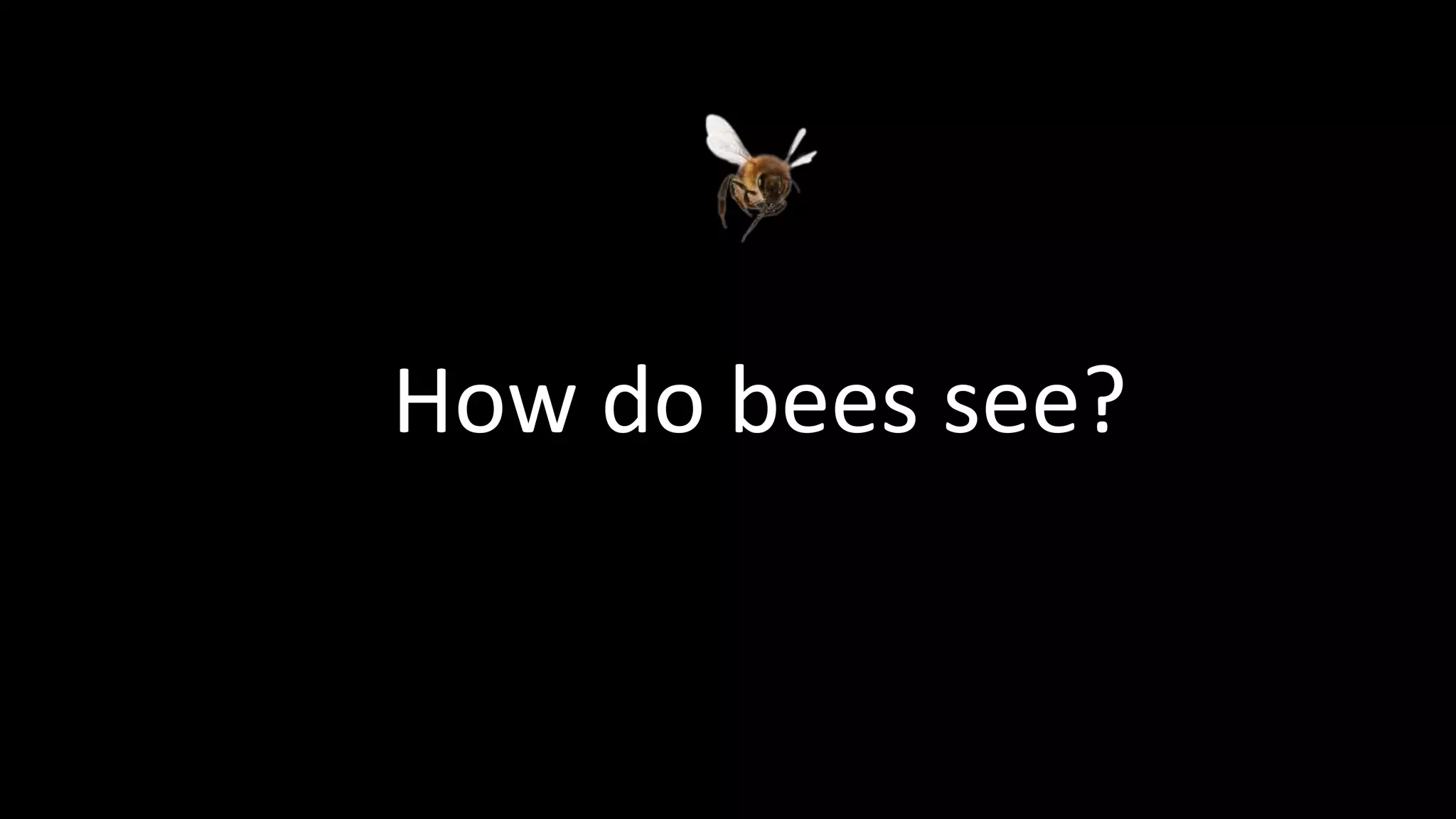 Bee presentation for kids | PPTX | Beekeeping | Hobbies & Interests