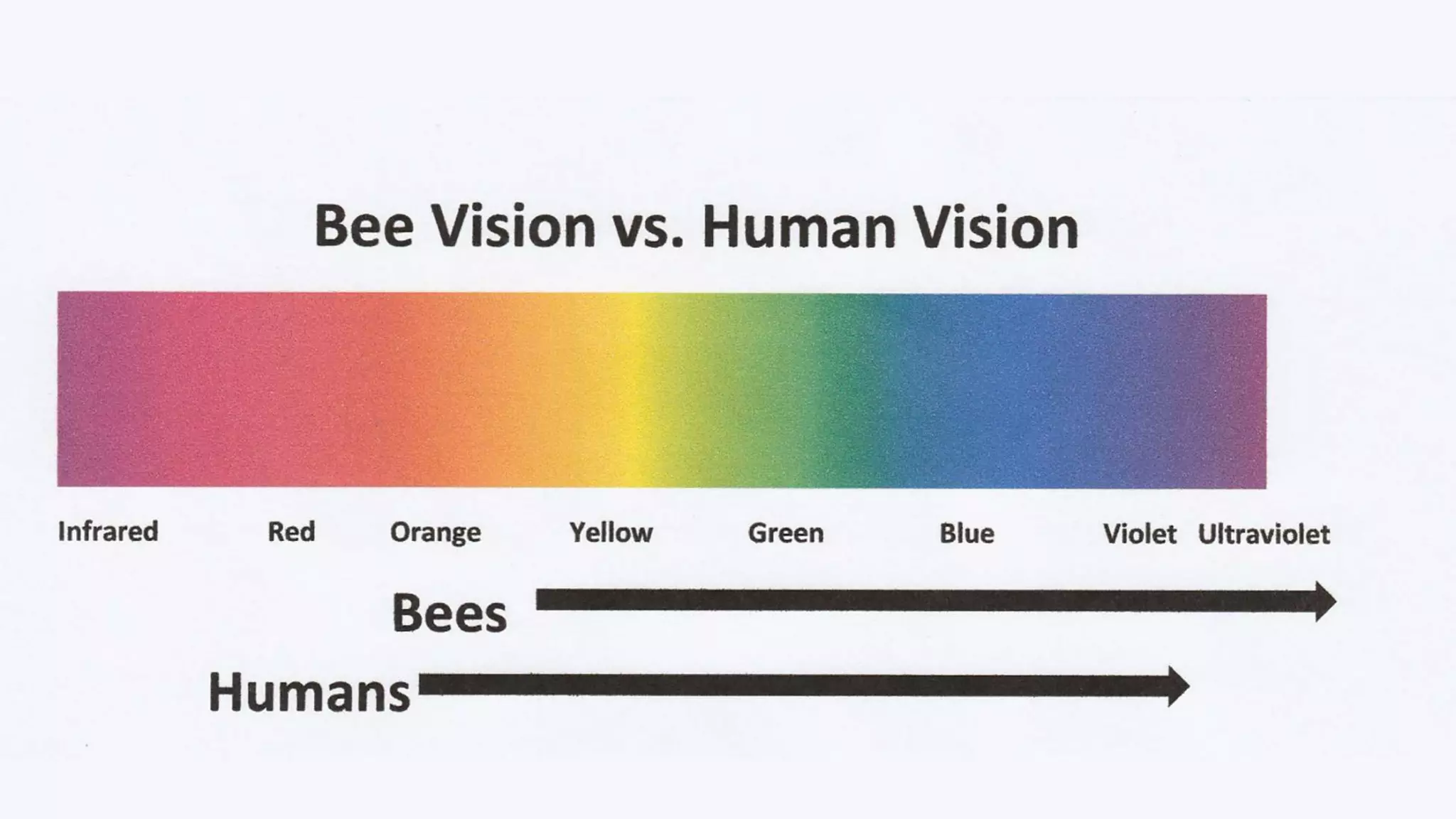 Bee presentation for kids | PPTX | Beekeeping | Hobbies & Interests