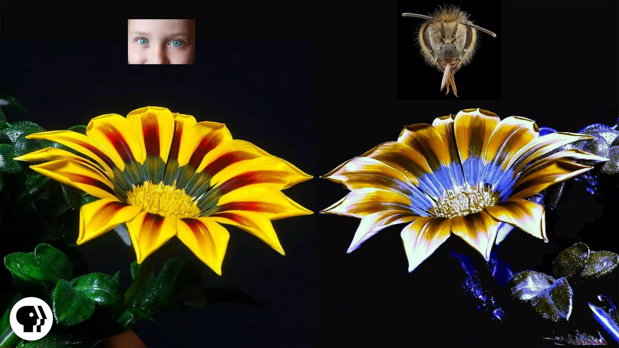 Bee presentation for kids | PPTX