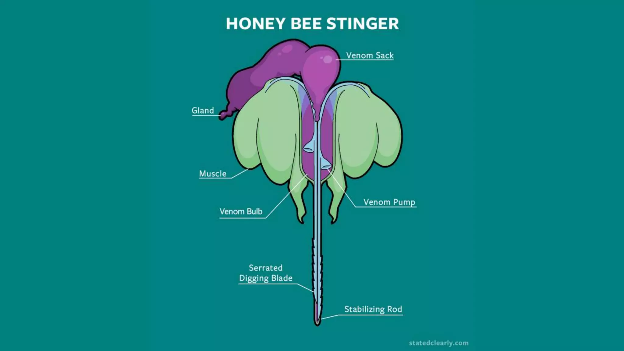 Bee presentation for kids | PPTX | Beekeeping | Hobbies & Interests