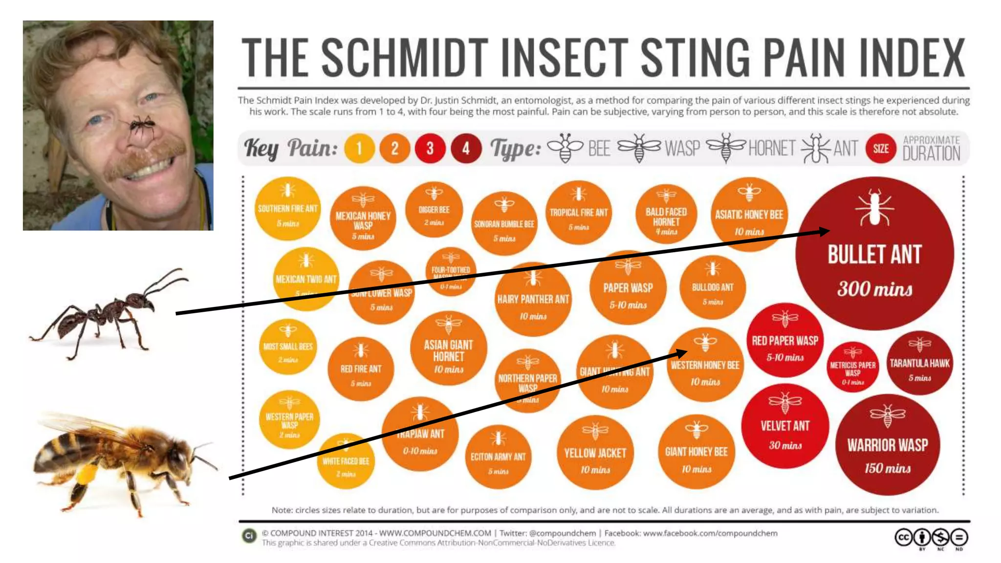 Bee presentation for kids | PPTX