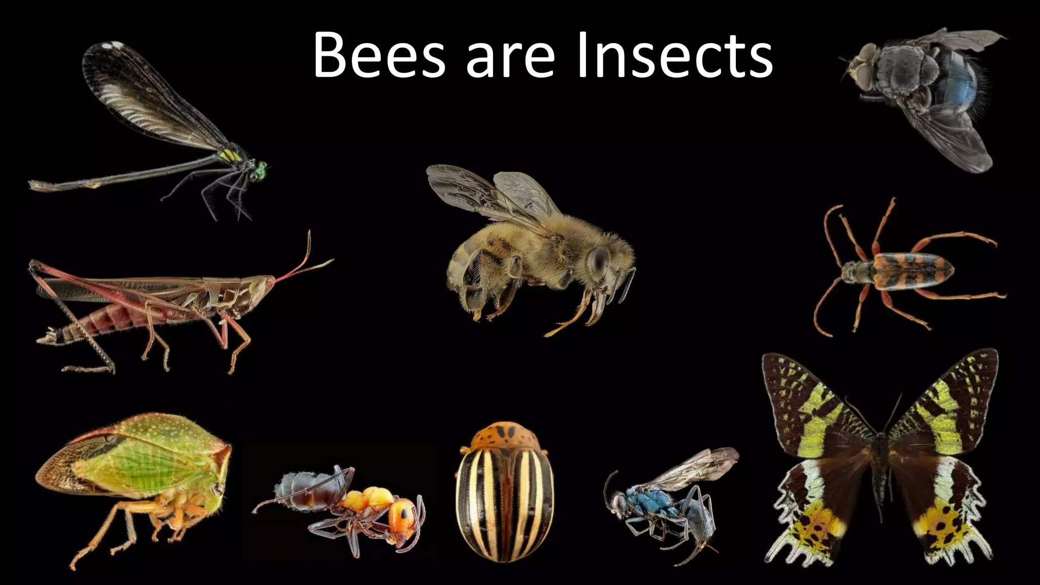 Bee presentation for kids | PPTX