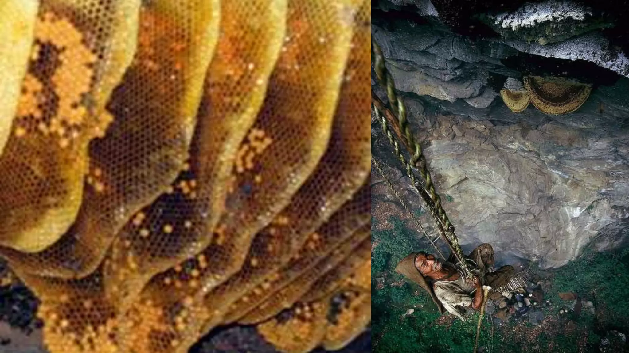 Bee presentation for kids | PPTX