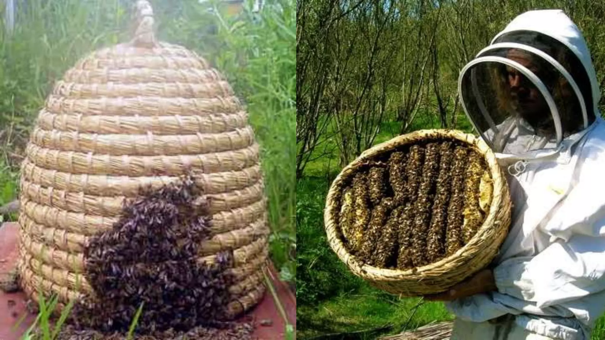 Bee presentation for kids | PPTX | Beekeeping | Hobbies & Interests