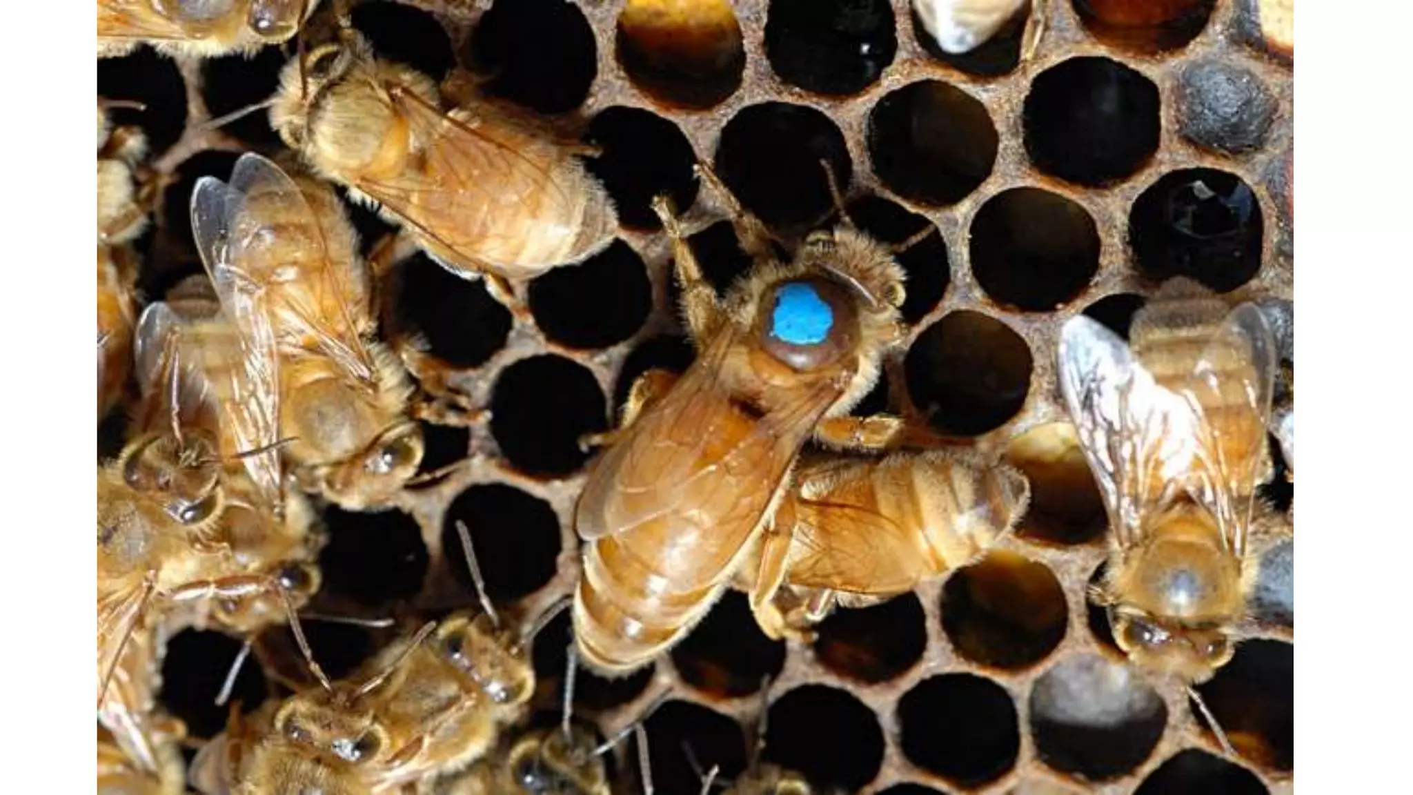 Bee presentation for kids | PPTX