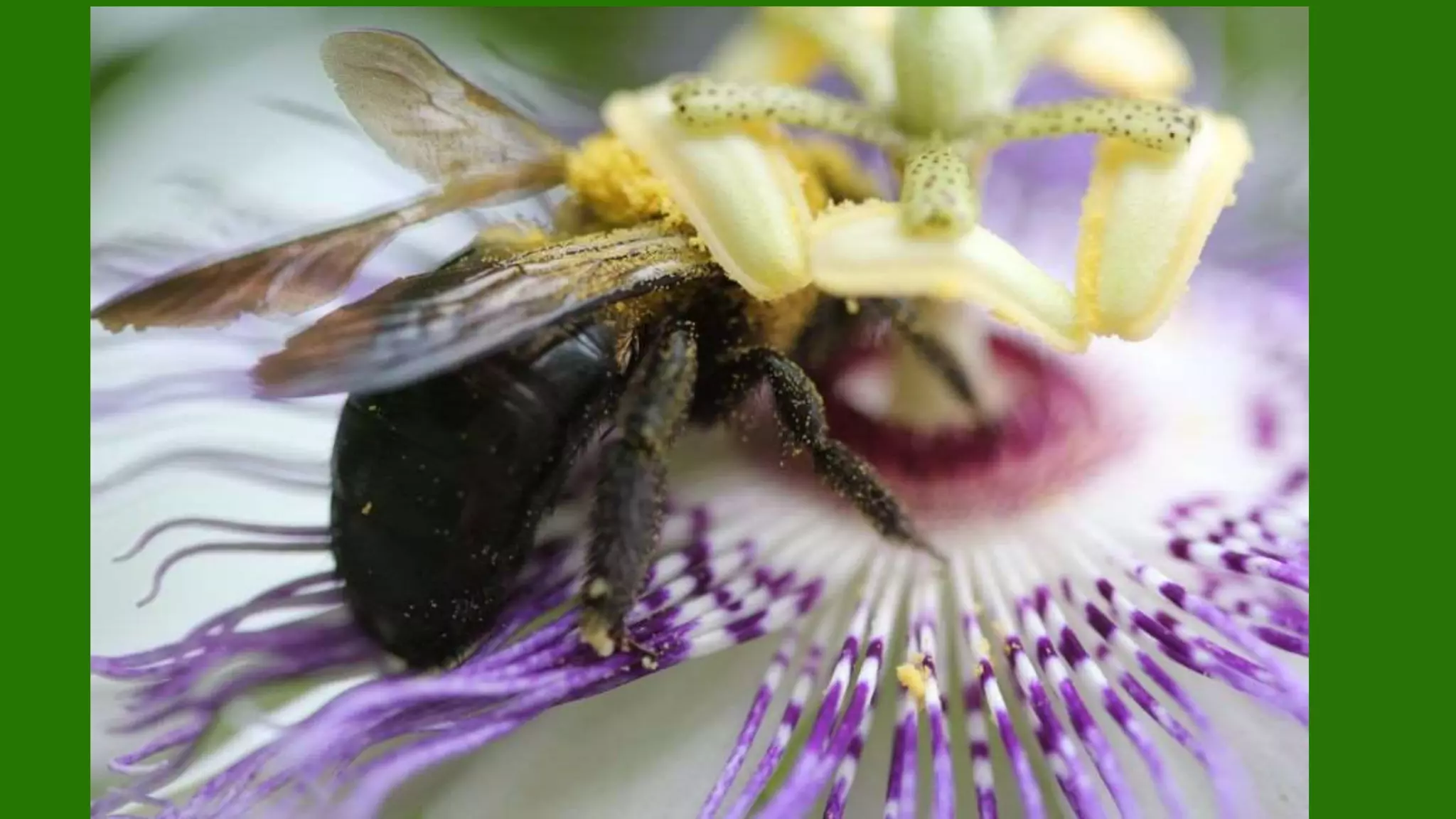 Bee presentation for kids | PPTX | Beekeeping | Hobbies & Interests