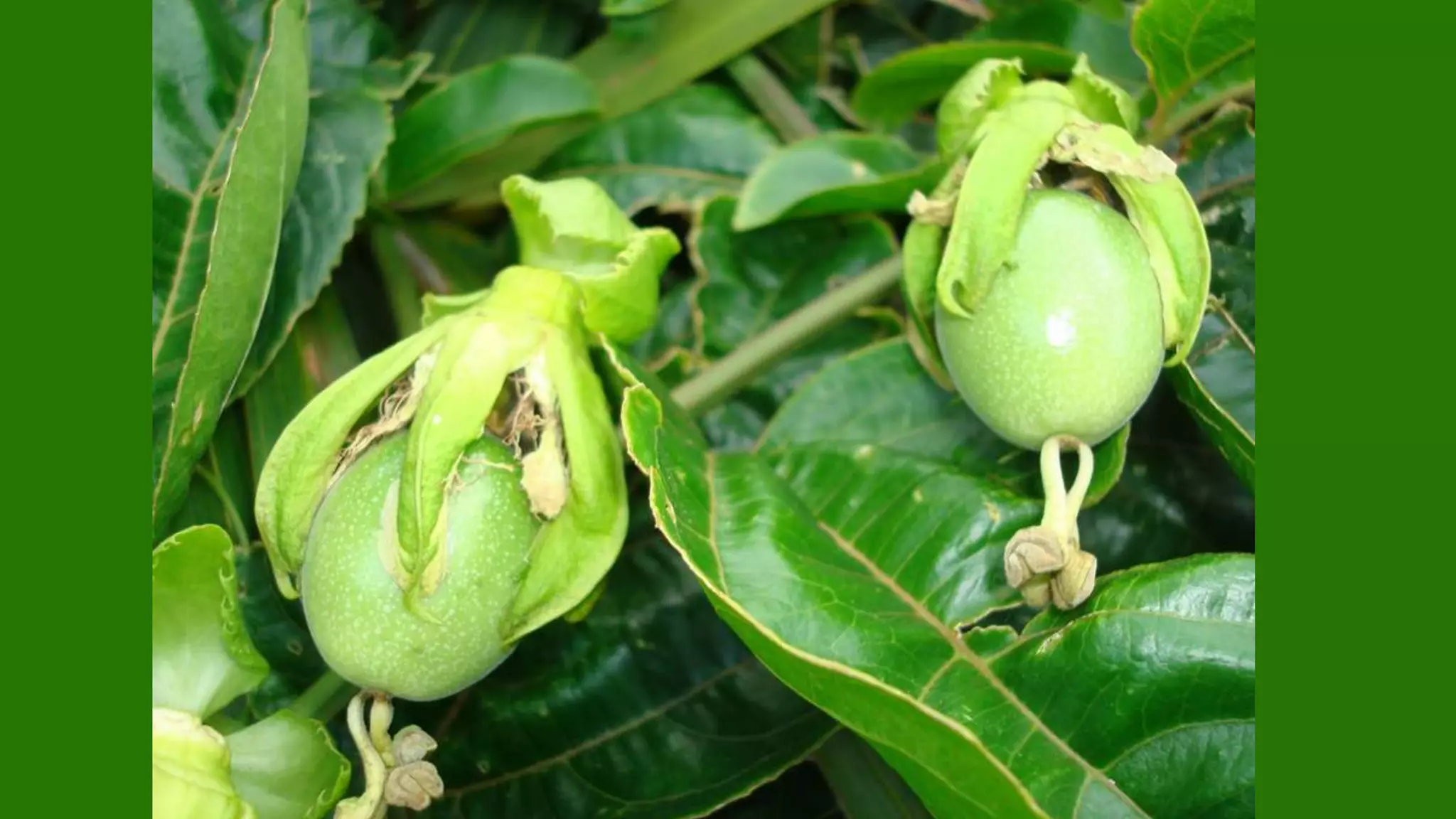 Bee presentation for kids | PPTX