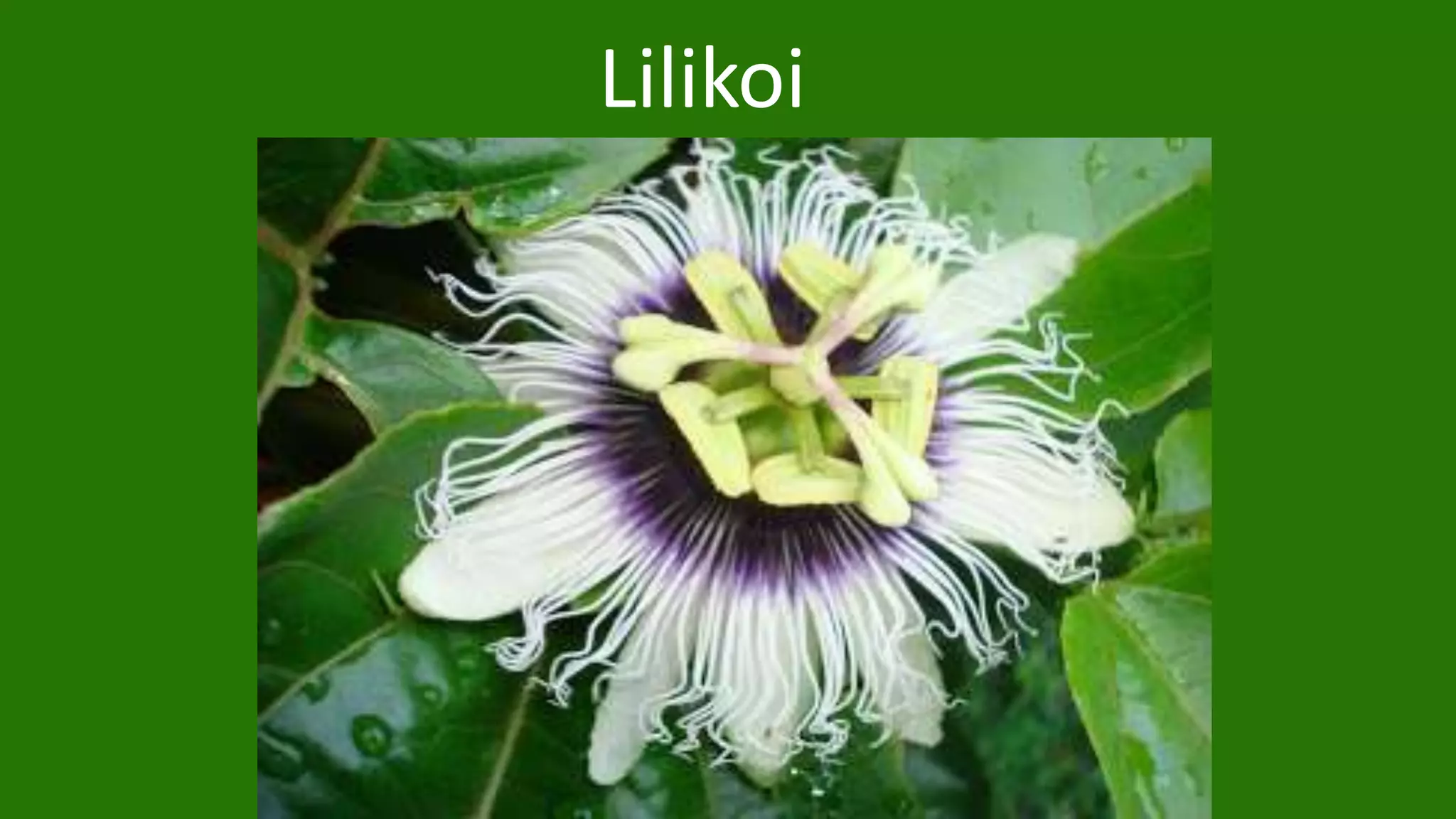 Bee presentation for kids | PPTX