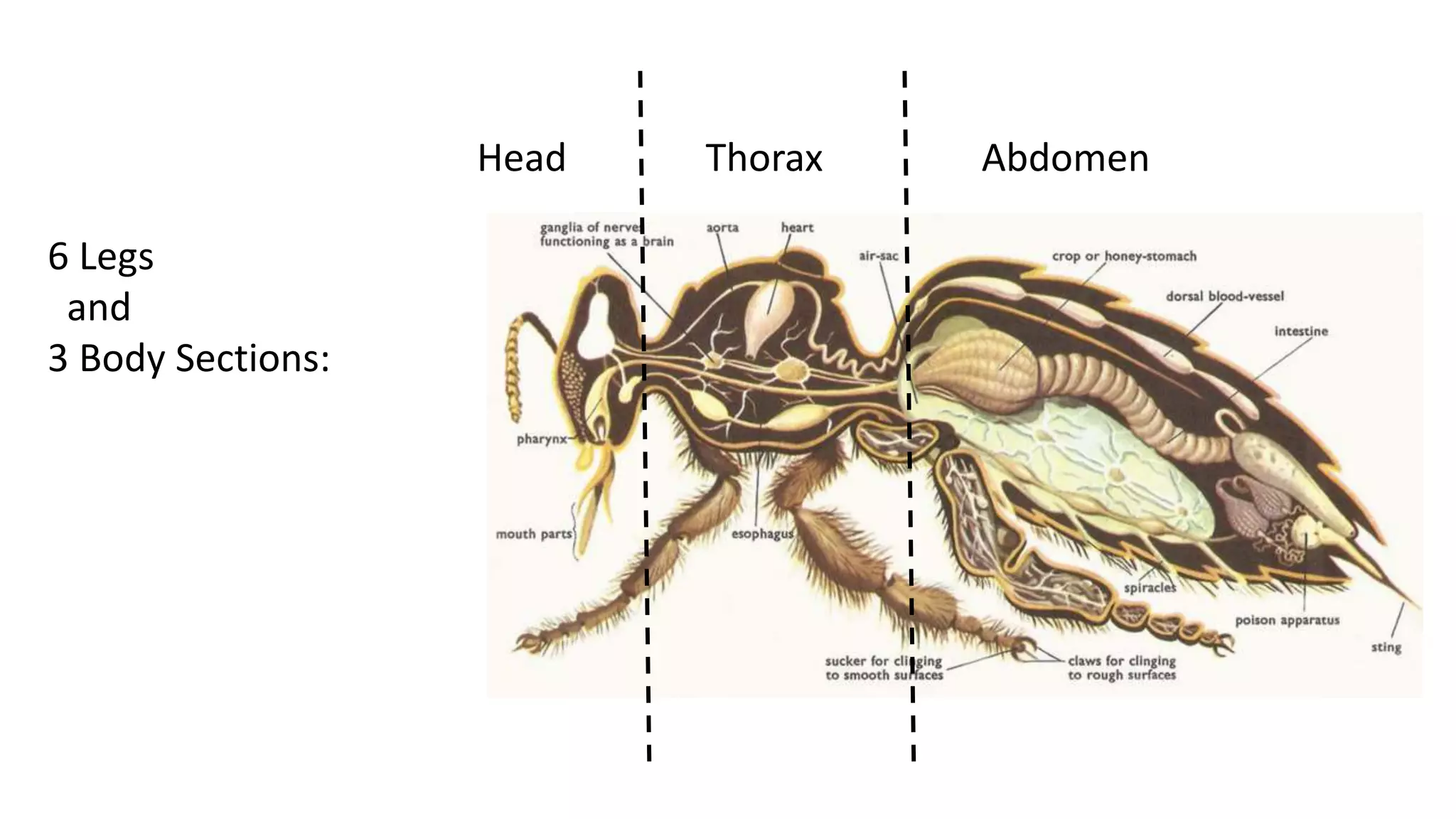 Bee presentation for kids | PPTX