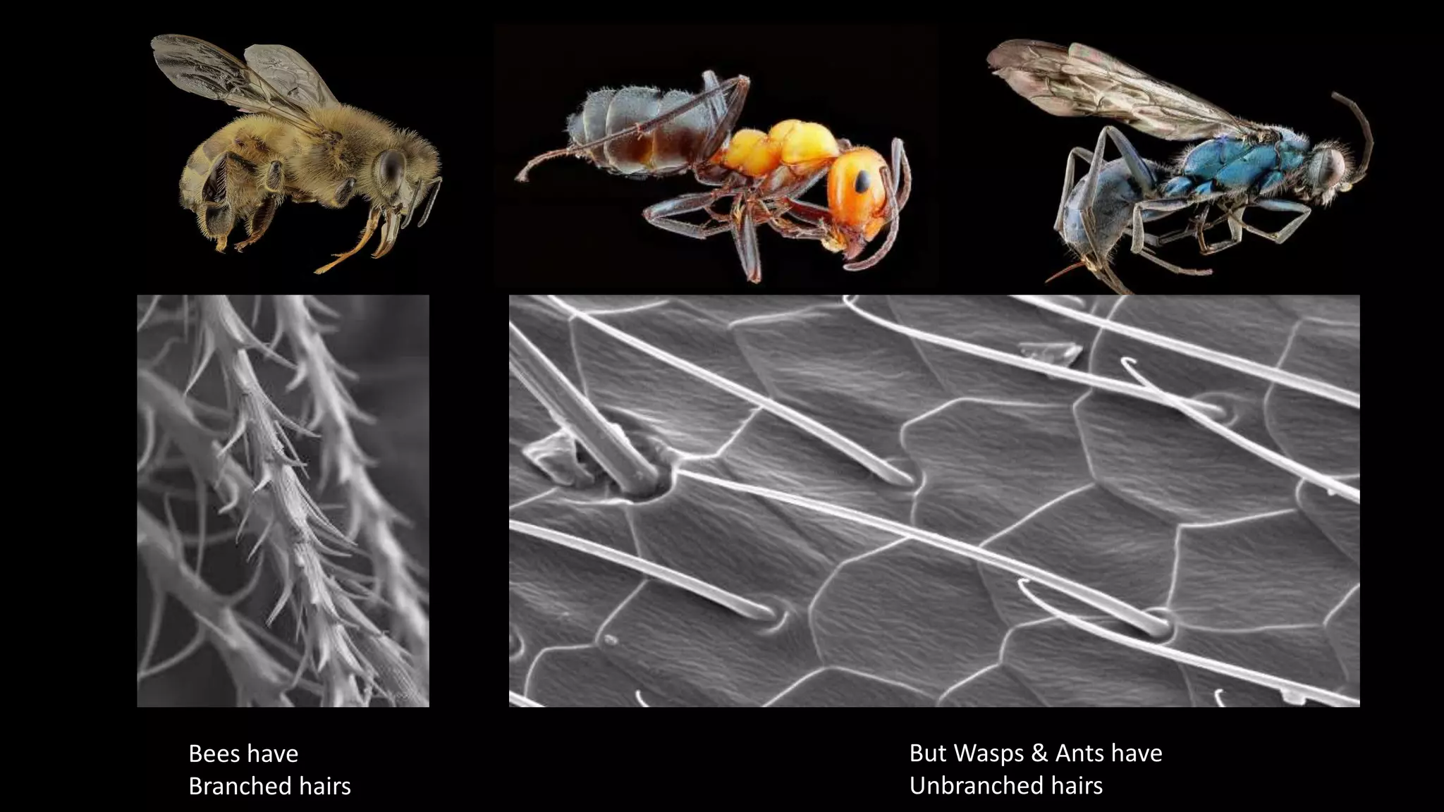 Bee presentation for kids | PPTX