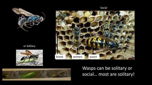 Bee presentation for kids | PPTX | Beekeeping | Hobbies & Interests