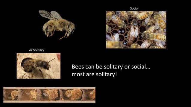 Bee presentation for kids | PPTX | Beekeeping | Hobbies & Interests