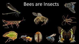 Bee presentation for kids | PPTX