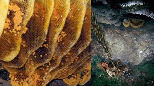 Bee presentation for kids | PPTX | Beekeeping | Hobbies & Interests