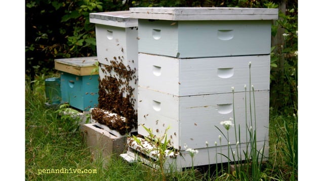 Bee presentation for kids | PPTX | Beekeeping | Hobbies & Interests