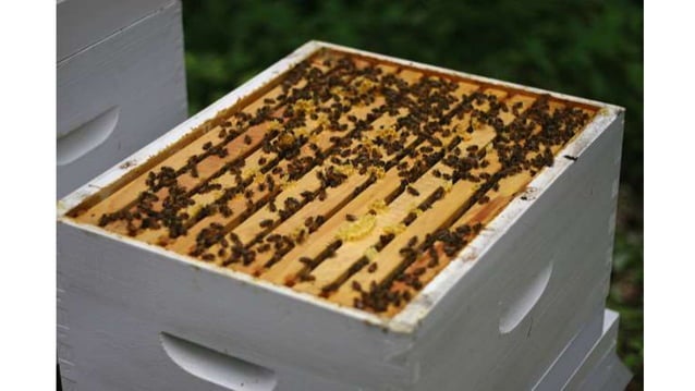 Bee presentation for kids | PPTX | Beekeeping | Hobbies & Interests