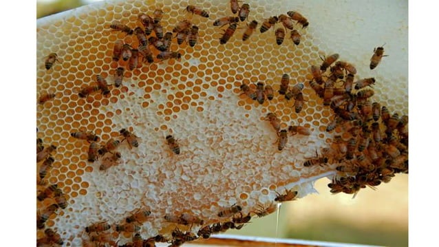 Bee presentation for kids | PPTX | Beekeeping | Hobbies & Interests