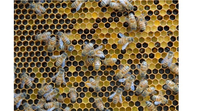 Bee presentation for kids | PPTX | Beekeeping | Hobbies & Interests