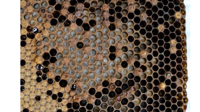 Bee presentation for kids | PPTX | Beekeeping | Hobbies & Interests