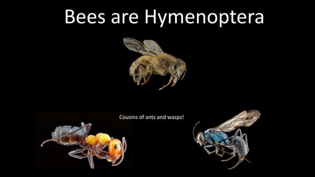 Bee presentation for kids | PPTX | Beekeeping | Hobbies & Interests