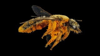 Bee presentation for kids | PPTX