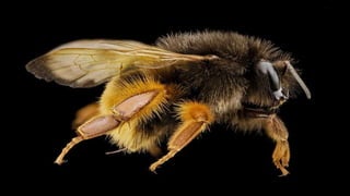 Bee presentation for kids | PPTX