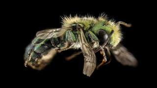 Bee presentation for kids | PPTX