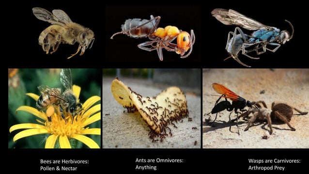 Bee presentation for kids | PPTX | Beekeeping | Hobbies & Interests