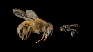 Bee presentation for kids | PPTX