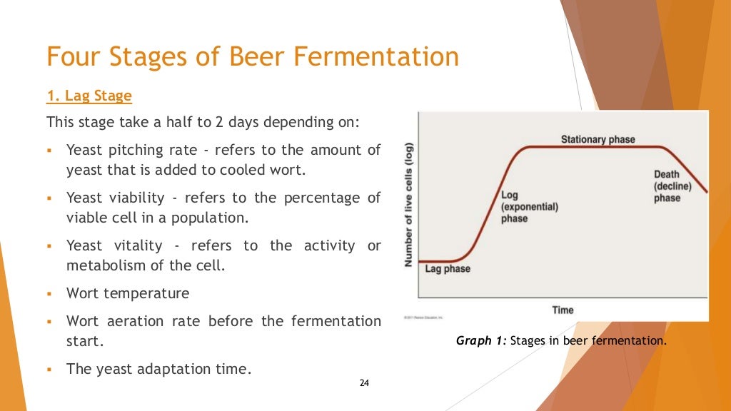 Beer fermentation
