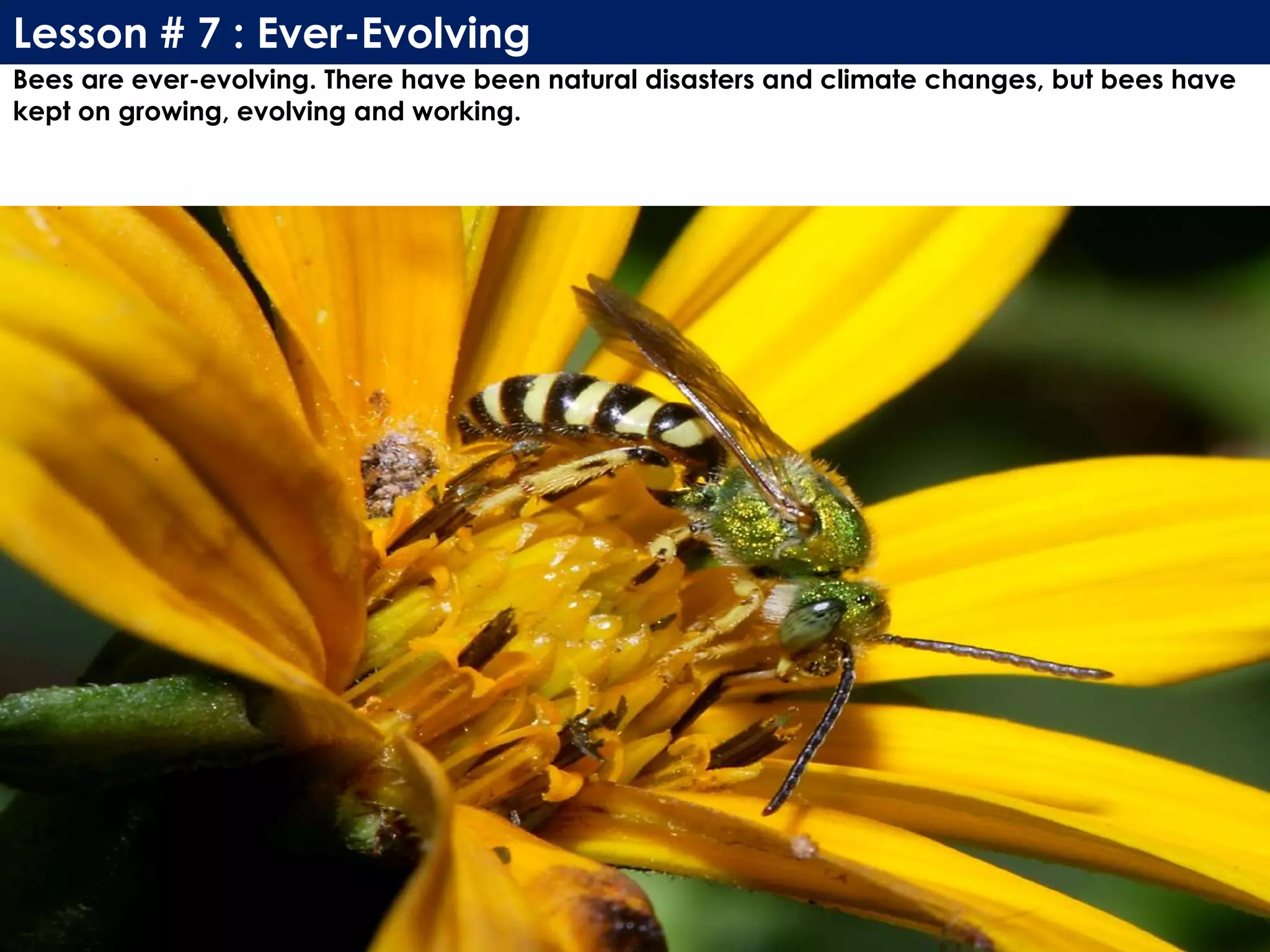 Lessons from the Tiny Bees 110517042711-phpapp01 | PPSX