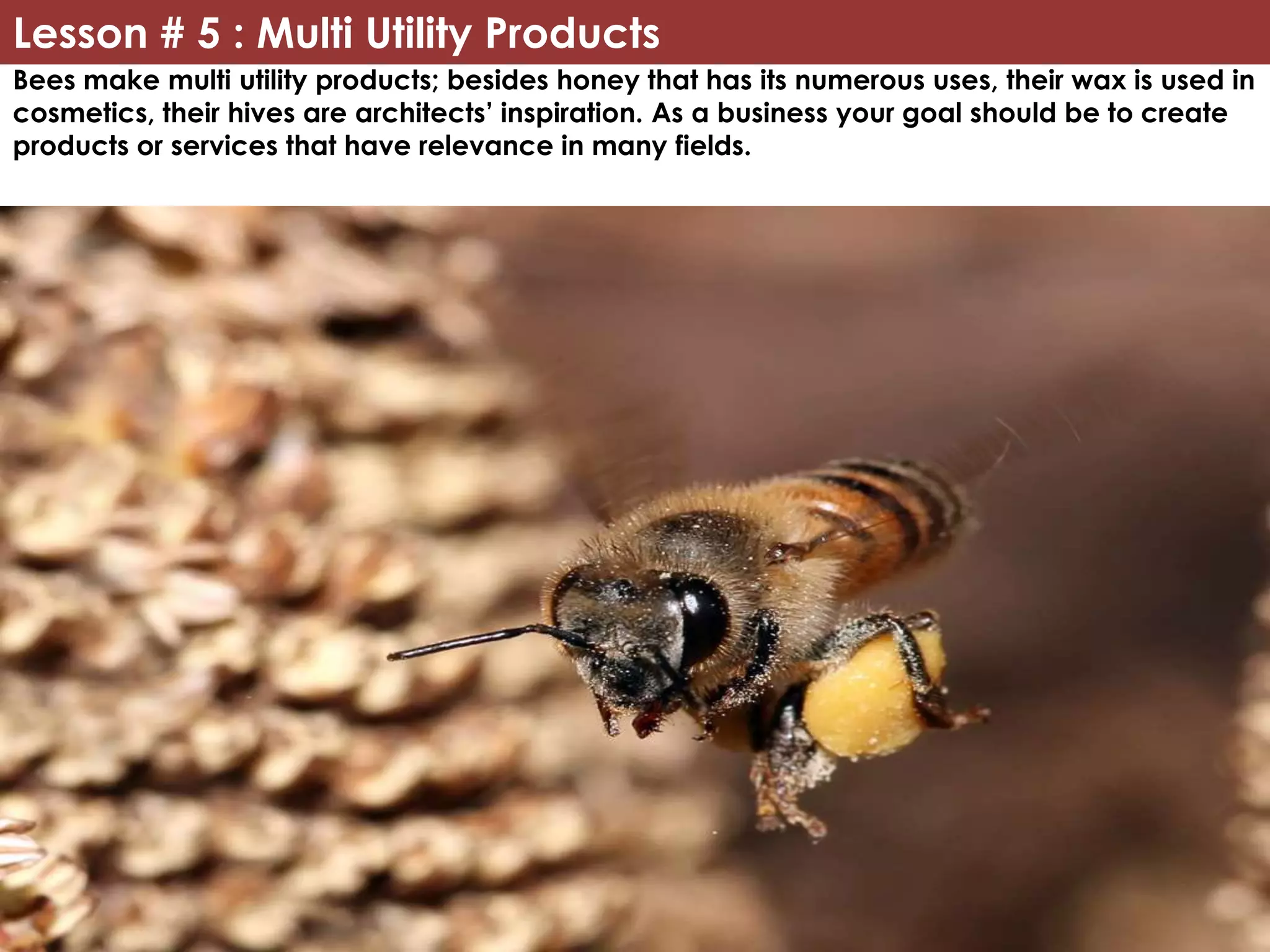 Lessons from the Tiny Bees 110517042711-phpapp01 | PPSX