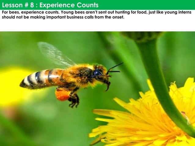 Lessons from the Tiny Bees 110517042711-phpapp01 | PPSX