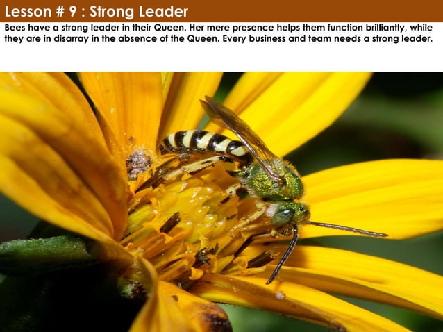 Lessons from the Tiny Bees 110517042711-phpapp01 | PPSX