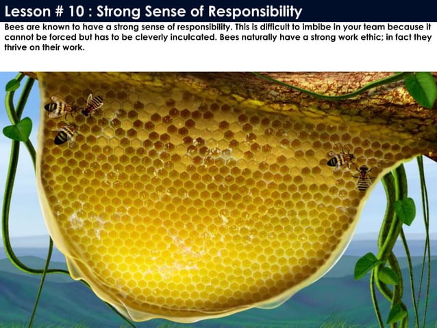 Lessons from the Tiny Bees 110517042711-phpapp01 | PPSX