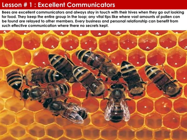 Lessons from the Tiny Bees 110517042711-phpapp01 | PPSX