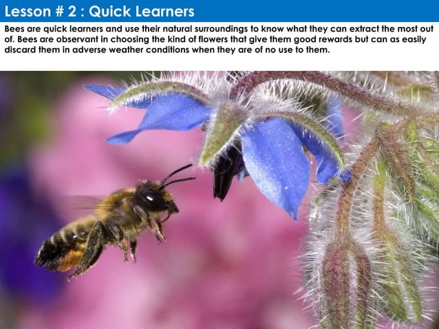 Lessons from the Tiny Bees 110517042711-phpapp01 | PPSX