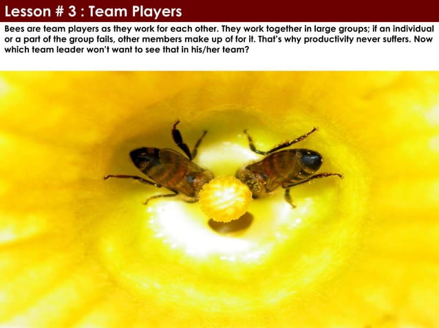 Lessons from the Tiny Bees 110517042711-phpapp01 | PPSX