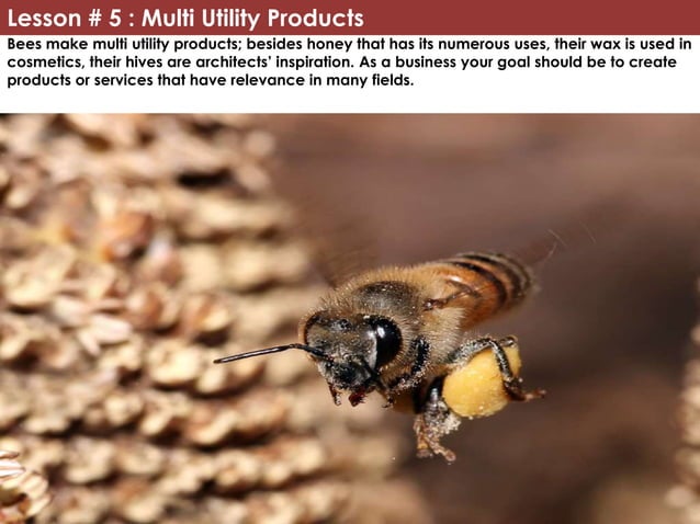 Lessons from the Tiny Bees 110517042711-phpapp01 | PPSX