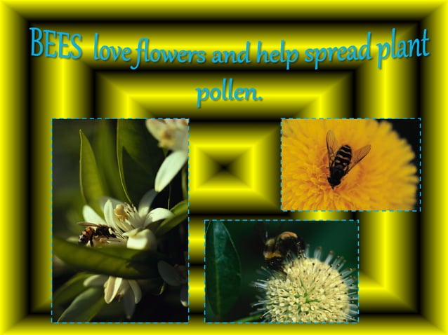 Bees PowerPoint | PPT