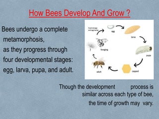 Bees | PPTX