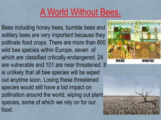 Bees | PPTX