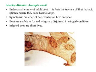 BEES: seasonal management of honey Bees.pptx