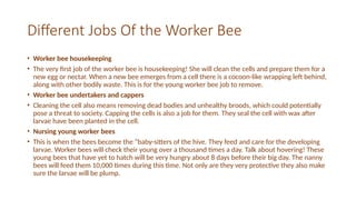 All about bees here, their importance in the world | PPT