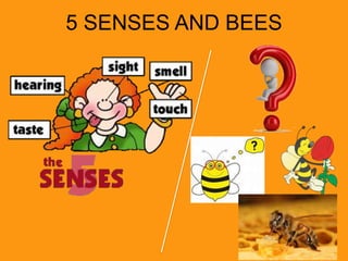 Bees and senses | PPTX