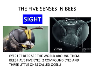 Bees and senses | PPTX